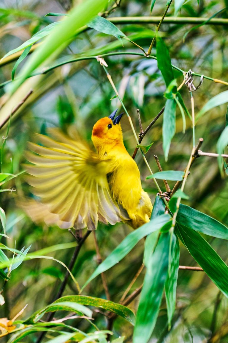 Taveta Golden Weaver is beginning to weave a nest at Mandai Bird ...
