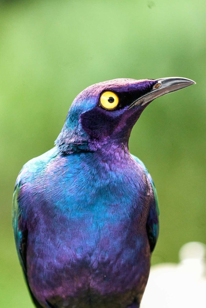 A purple glossy starling bird at Mandai Bird Paradise, Singapore ...