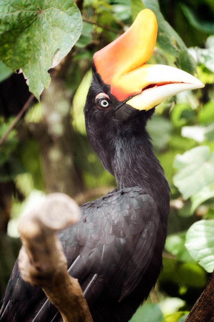 A great hornbill bird at Mandai Bird Paradise, Singapore – Maria ...