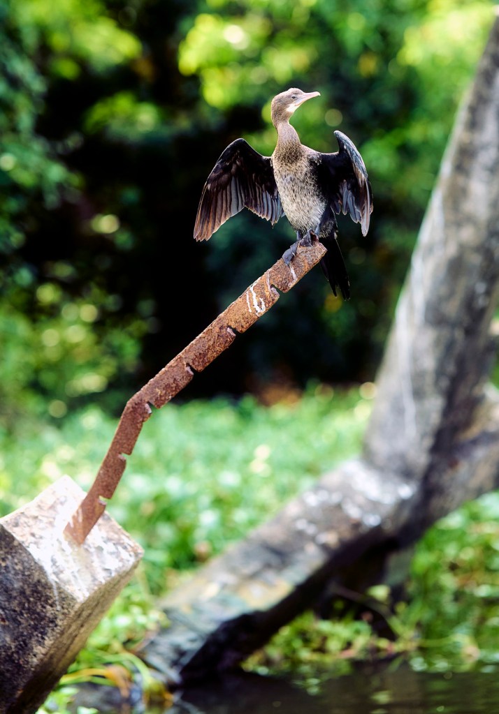 An Indian Cormorant bird drying its feathers at Chilavannur Kayal ...